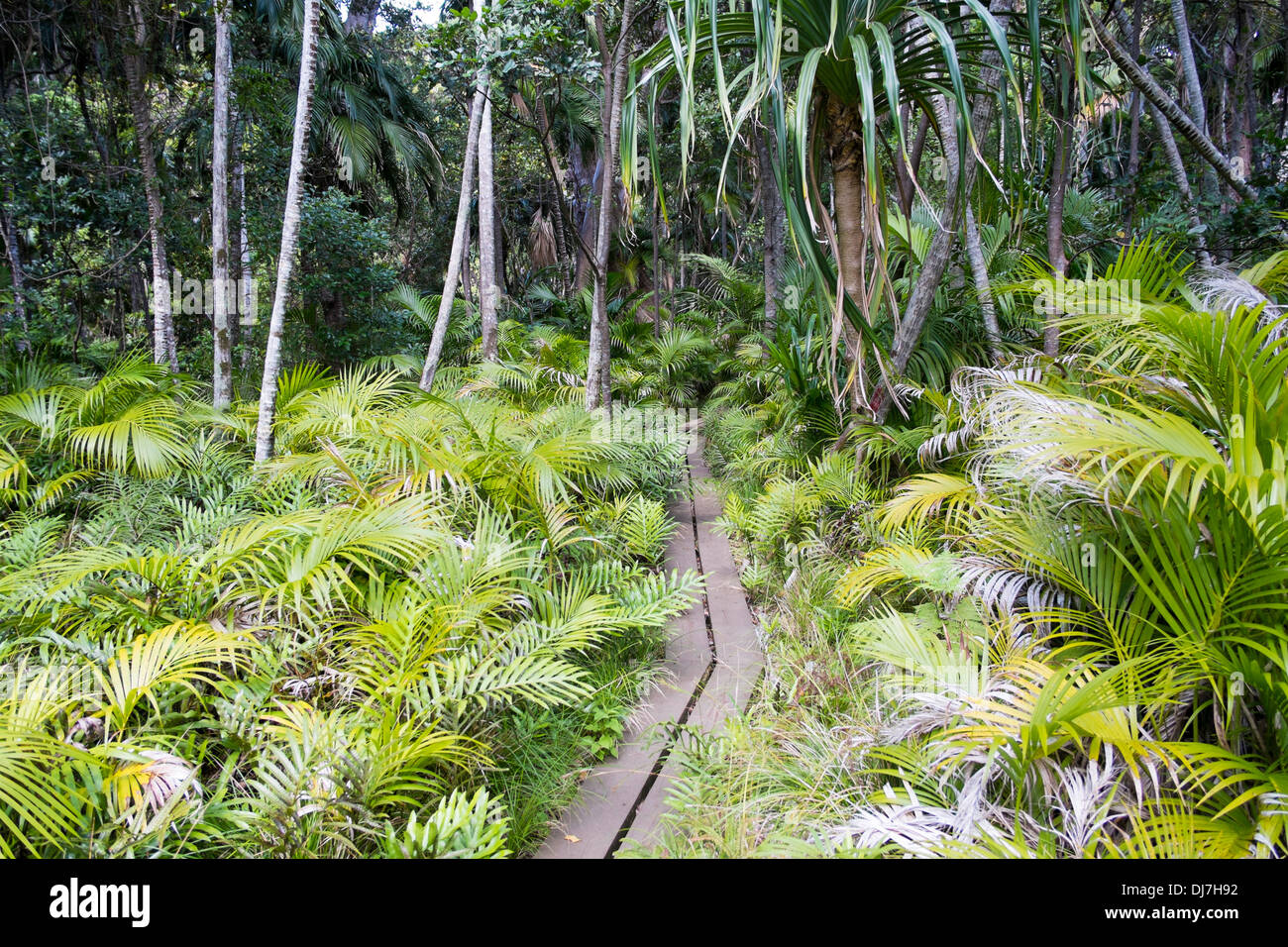 Lord howe island walking hi-res stock photography and images - Alamy