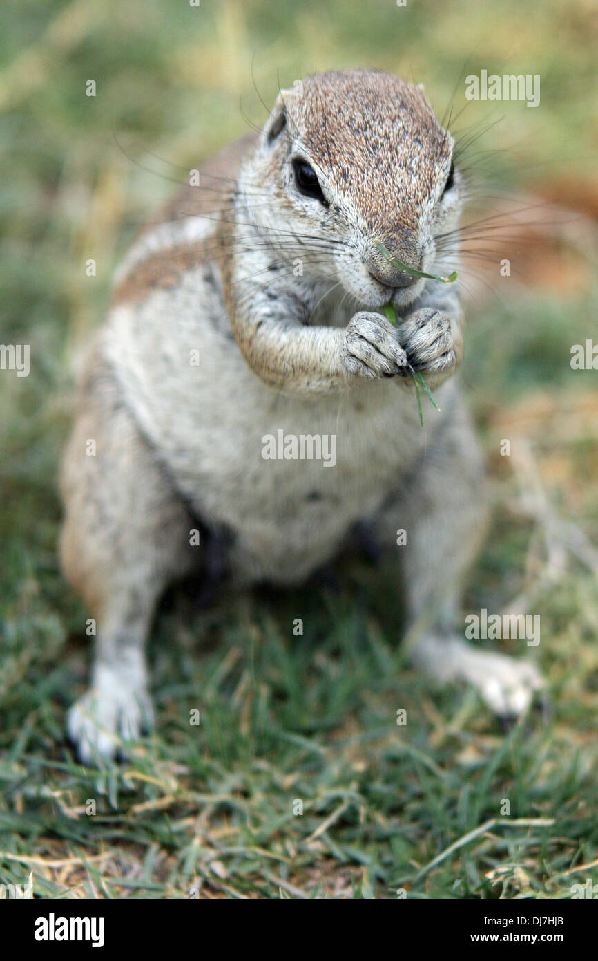 Giant African Squirrel