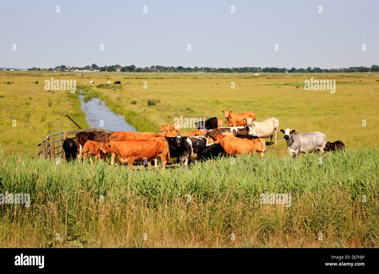 Small herd of cattle on Chedgrave Marshes on the Norfolk Broads ...