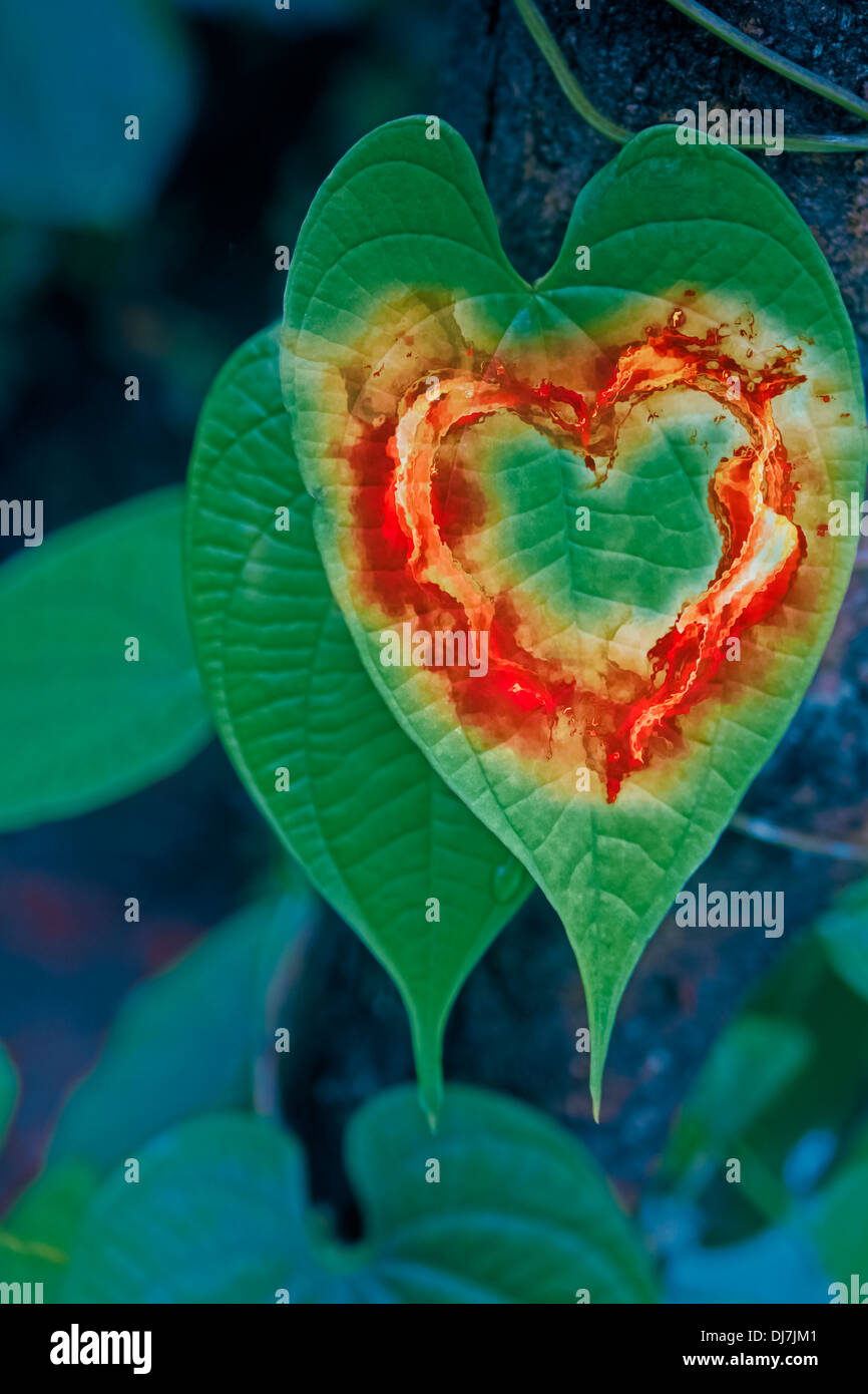 Leaf of Aerial tubers, Heart Shape Love Concept Stock Photo - Alamy