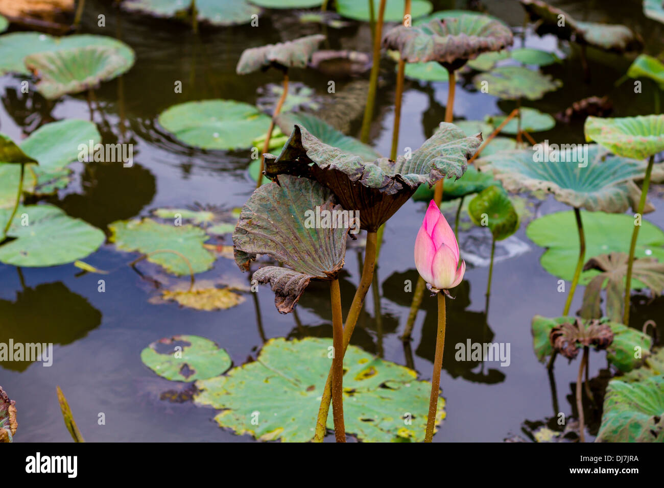 How to grow lotus flower hi-res stock photography and images - Alamy
