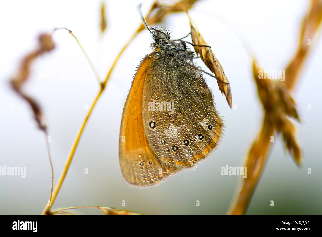 beautiful butterfly with rain drops on wings Stock Photo - Alamy