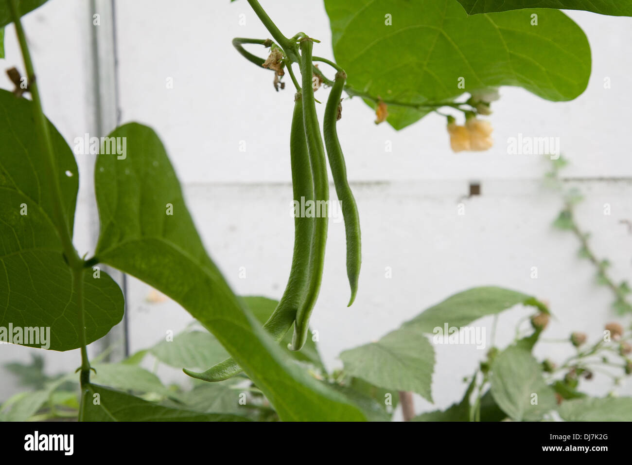 Gardening and heart health hi-res stock photography and images - Alamy