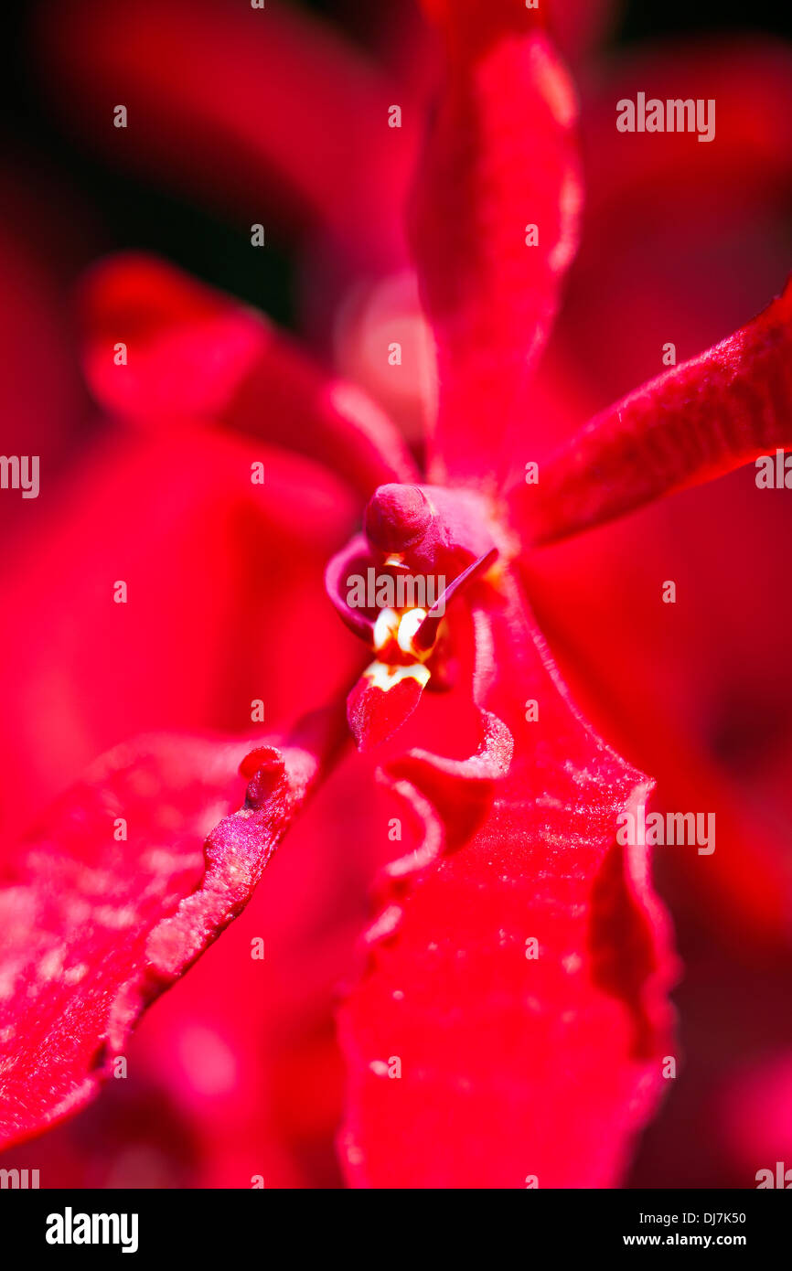 The Wise One Stock Photo - Alamy