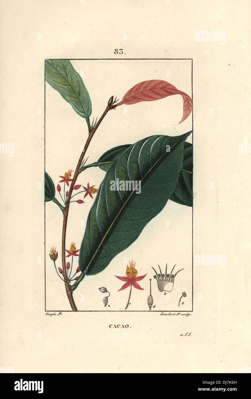 Cocoa or cacao plant, Theobroma cacao Stock Photo - Alamy