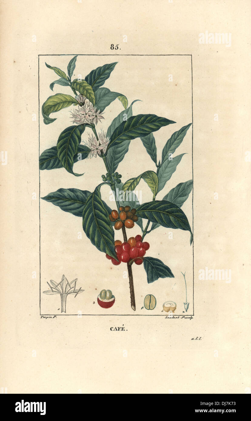 Arabica Coffee Tree Illustration