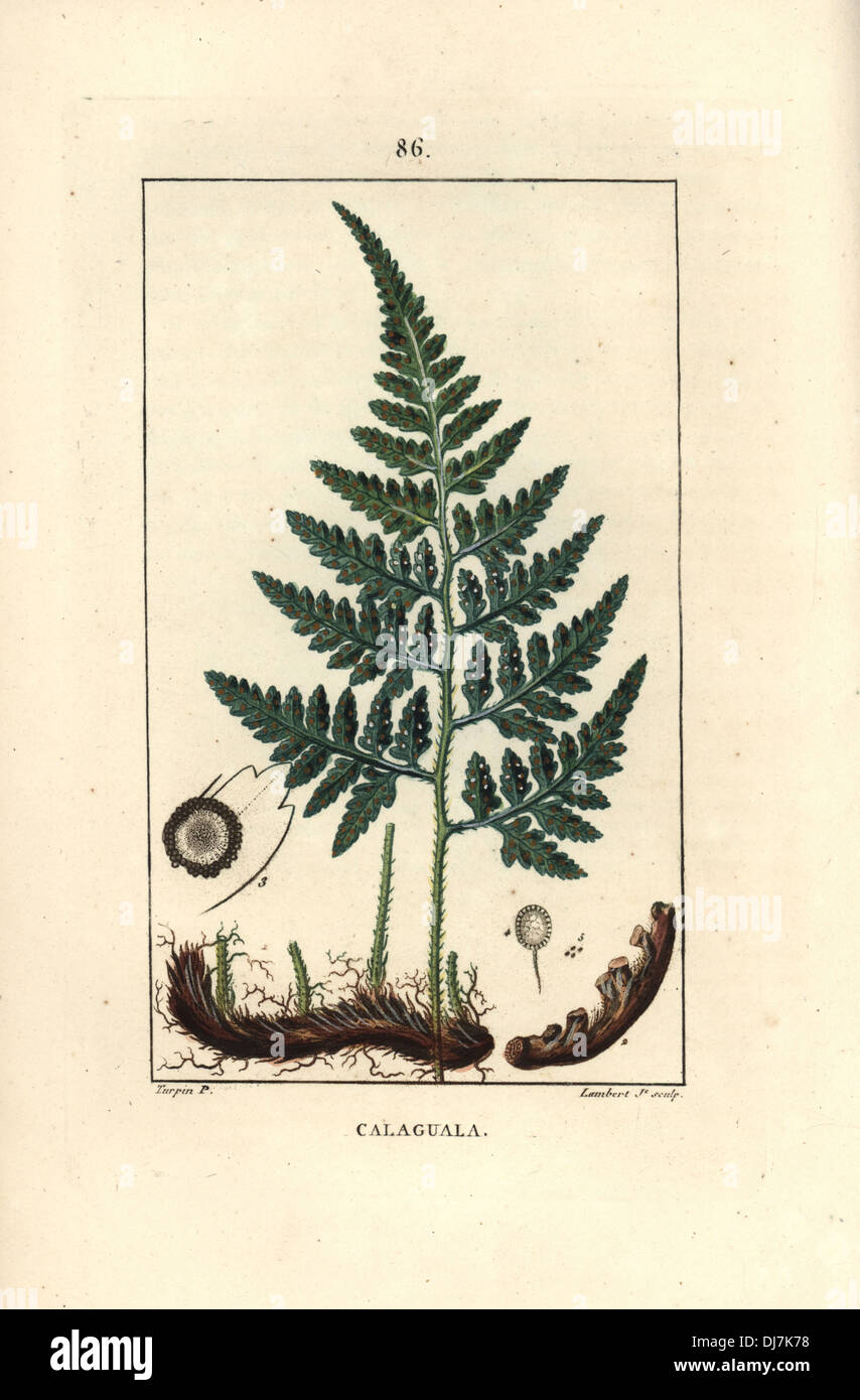 Leatherleaf fern, Rumohra adiantiformis Stock Photo - Alamy