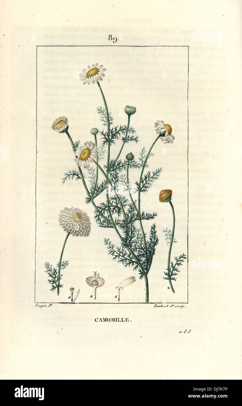 Botanical drawing chamomile hi-res stock photography and images - Alamy