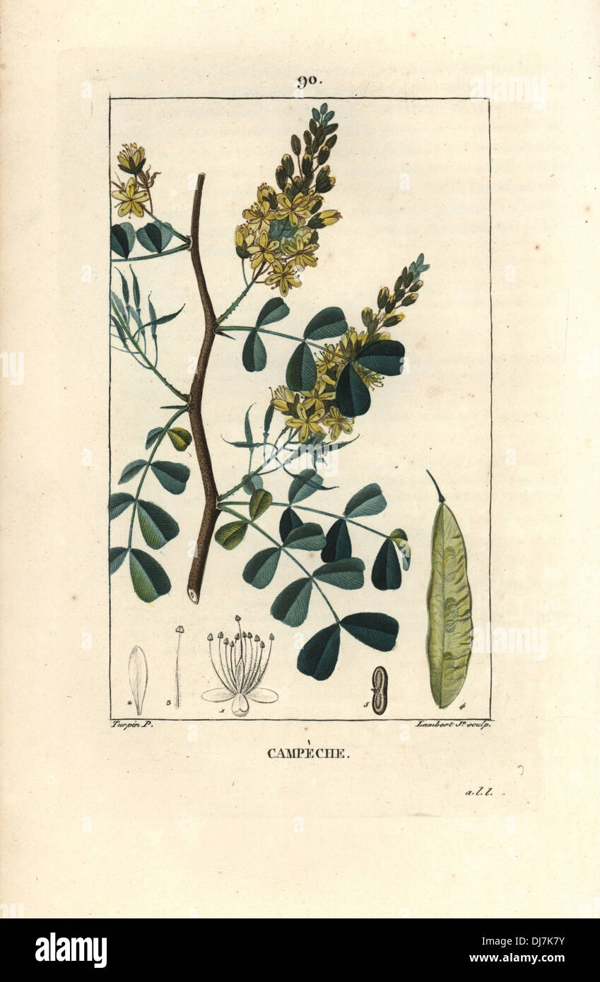 Logwood tree hi-res stock photography and images - Alamy