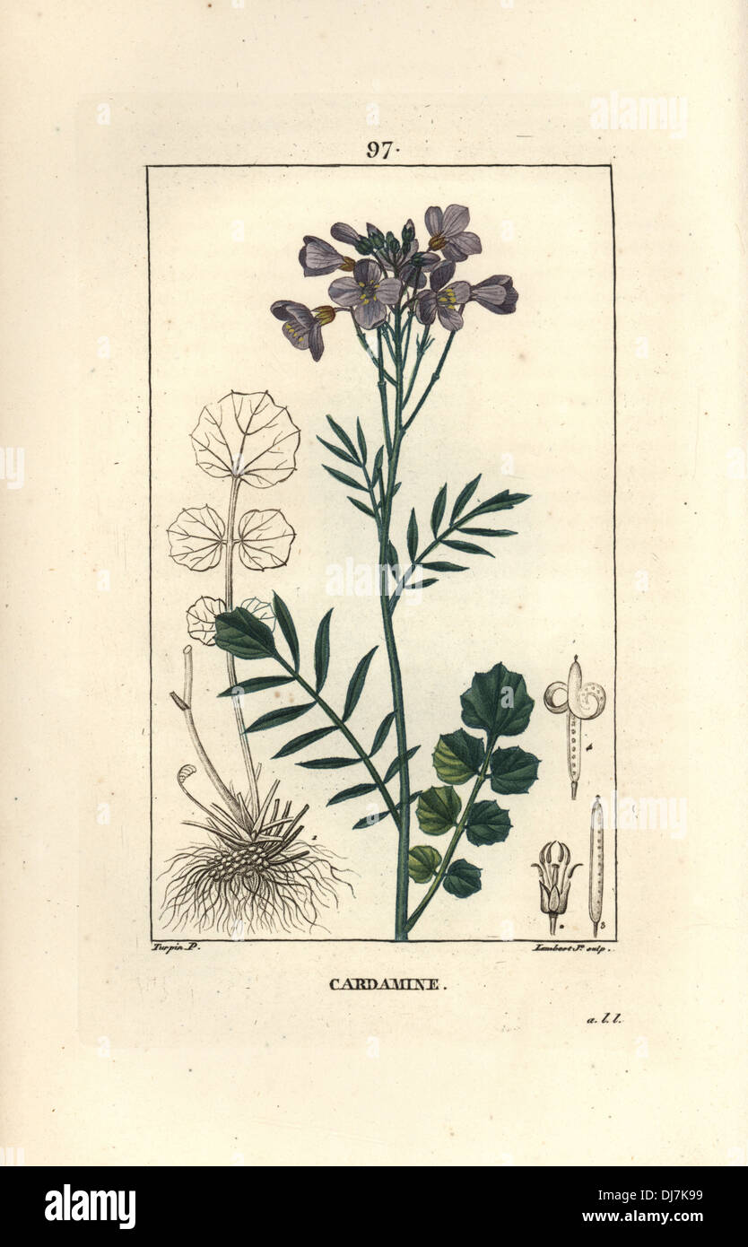 Cuckoo flower drawing hi-res stock photography and images - Alamy