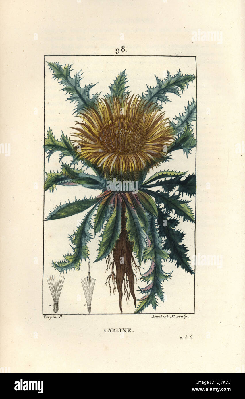 Carline thistle, Carlina aculis Stock Photo - Alamy