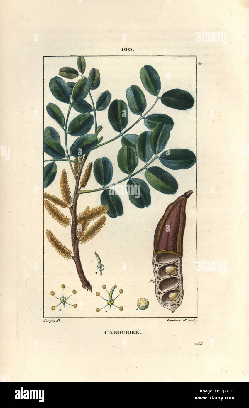 Carob tree drawing hi-res stock photography and images - Alamy
