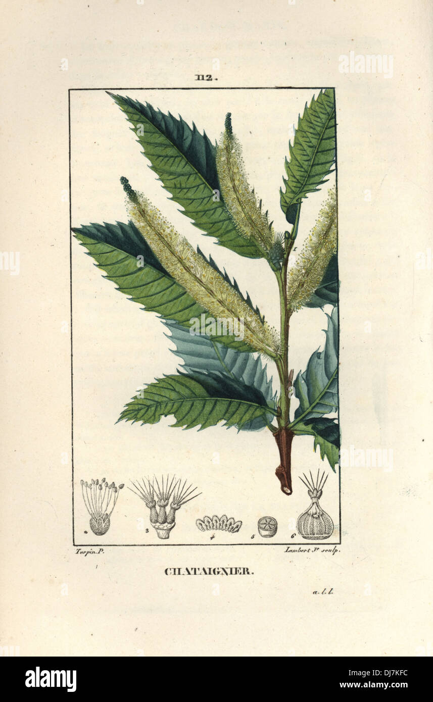 Chestnut tree engraving hi-res stock photography and images - Alamy