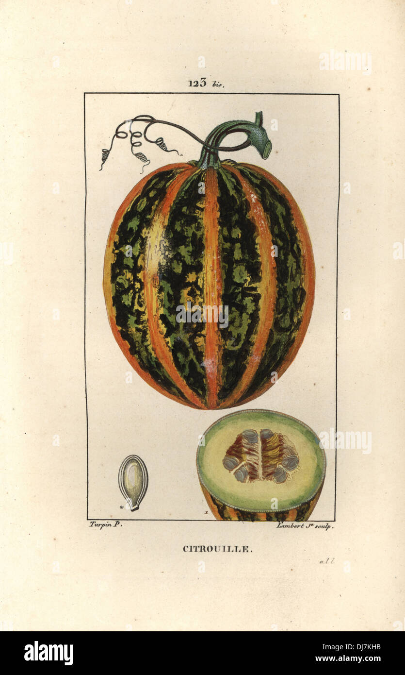 Pumpkin, Cucurbita maxima Stock Photo - Alamy