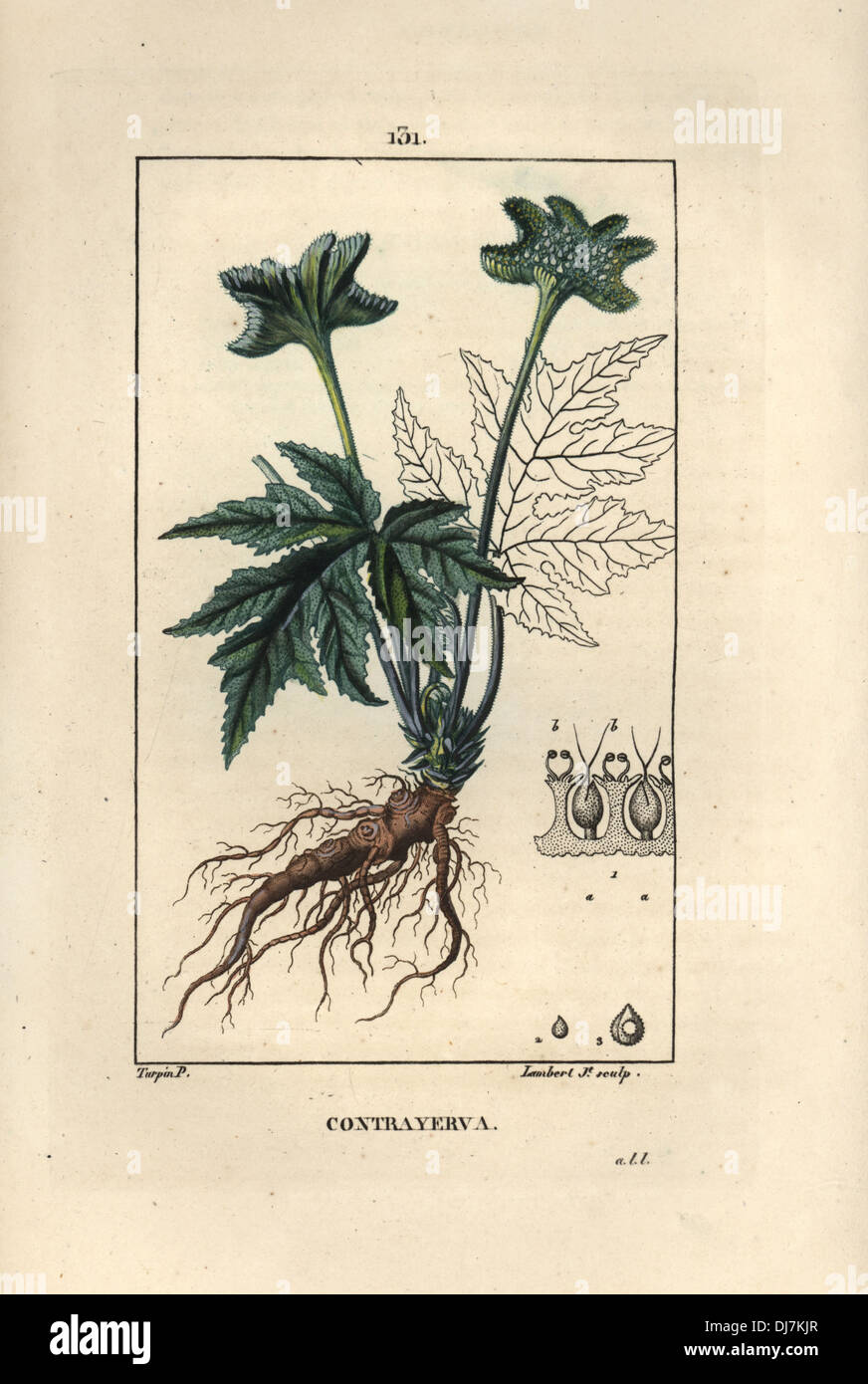 Dorstenia brasiliensis hi-res stock photography and images - Alamy