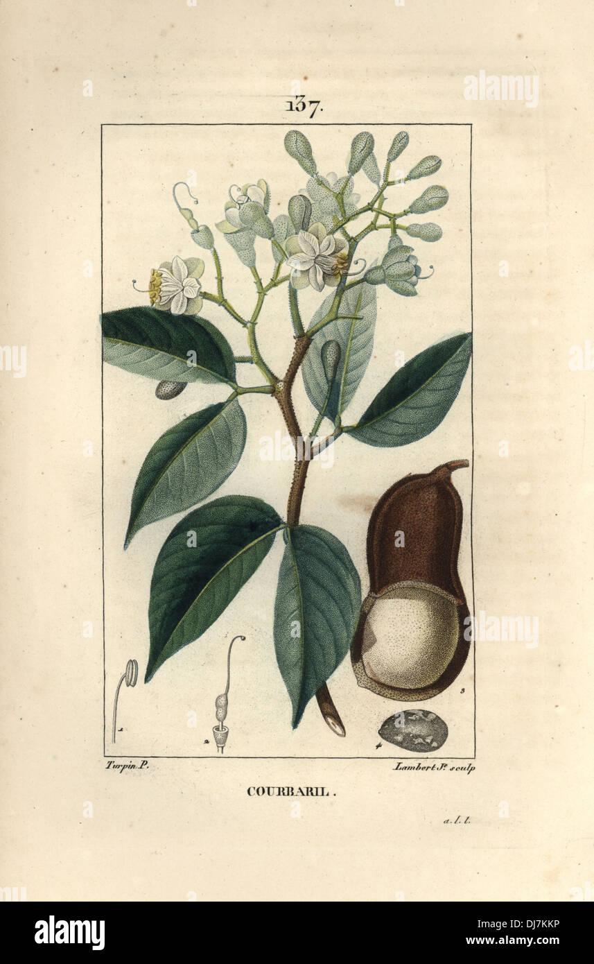 Hymenaea courbaril jatoba tree hi-res stock photography and images - Alamy