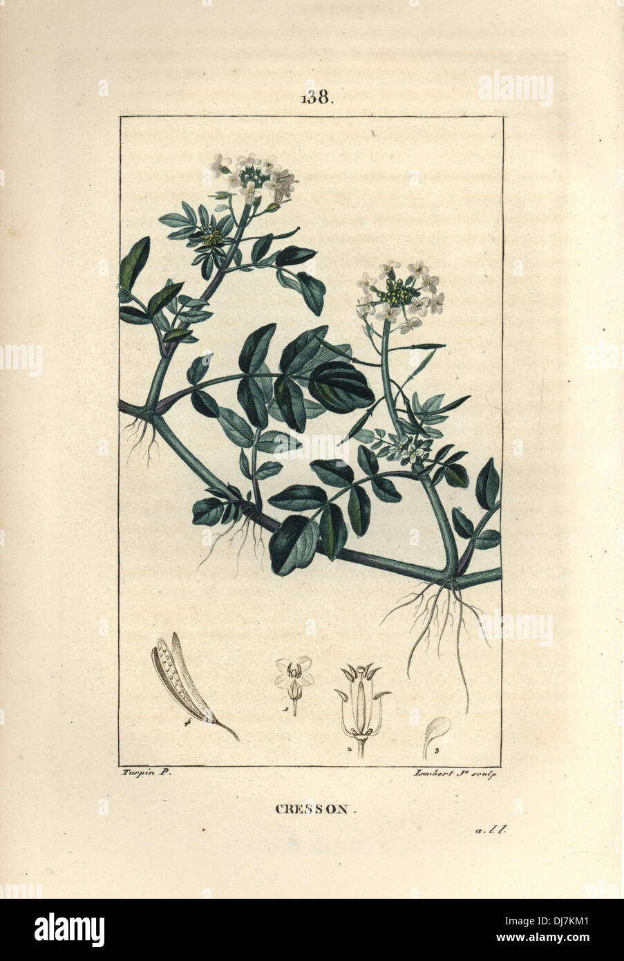 Drawing of watercress hi-res stock photography and images - Alamy