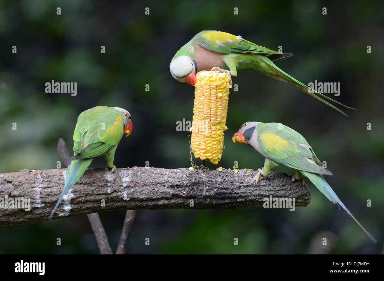 3 parrot bird Stock Photo - Alamy