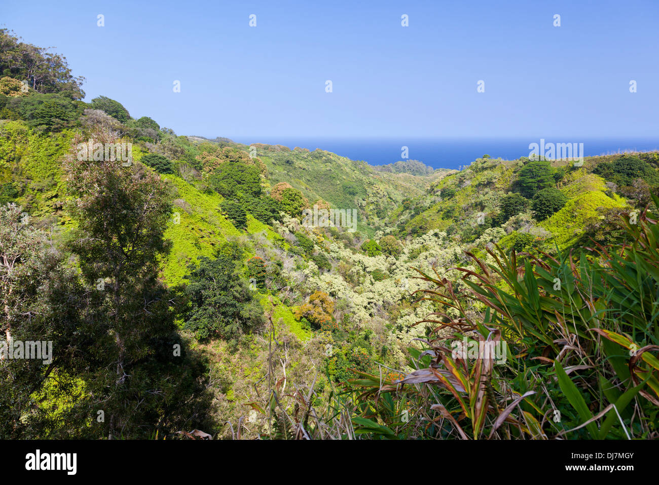 Colorful tropical rainforest on the Road to Hana in Maui, Hawaii Stock ...