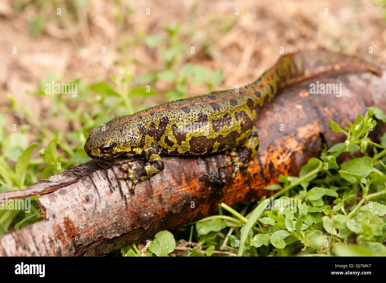 Horizontal portrait of marbled newt, Triturus marmoratus, walking on a branch Stock Photo - Alamy