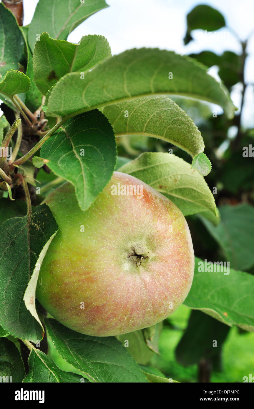 Tree with one leaf hi-res stock photography and images - Alamy
