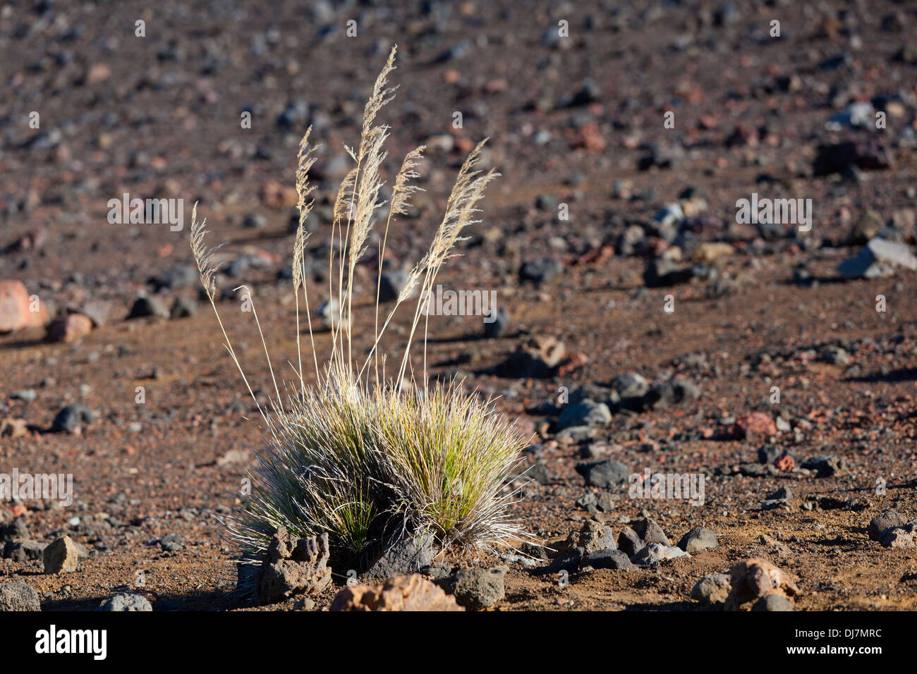 Tuft of grass in the lava desert of the large Haleakala crater in Maui ...