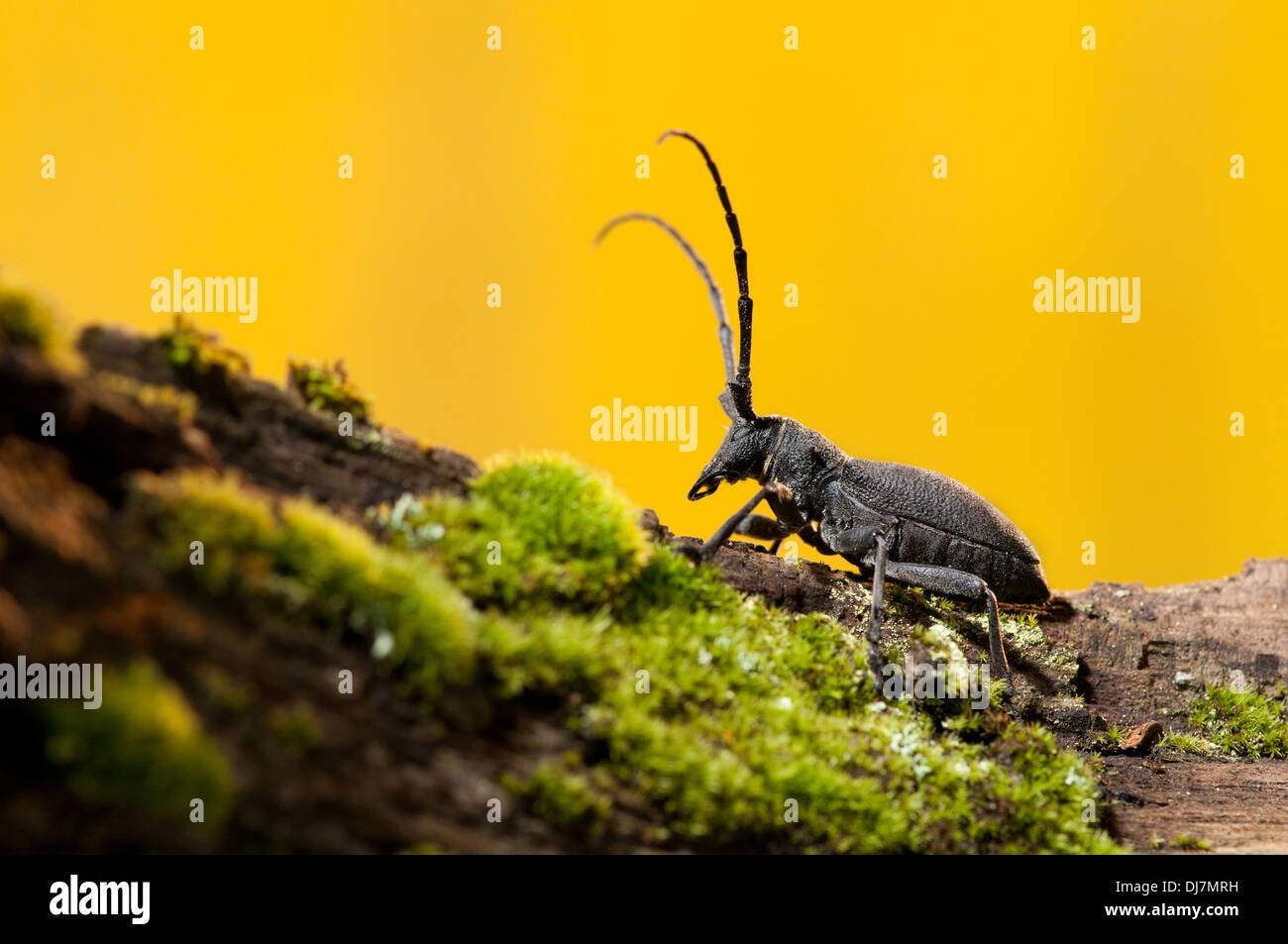 Morimus asper hi-res stock photography and images - Alamy
