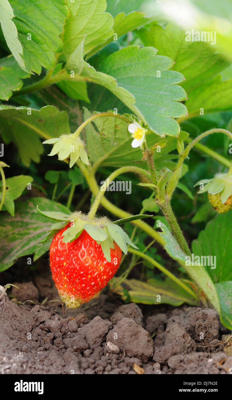 Red strawberry on a bush Stock Photo - Alamy