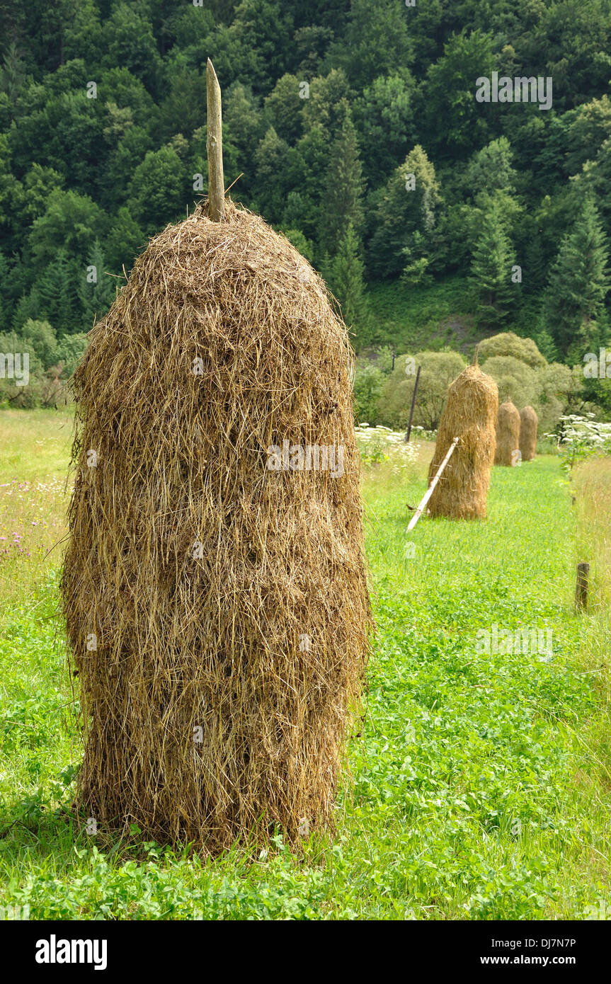 Typical hay mow in ukrainian hi-res stock photography and images - Alamy
