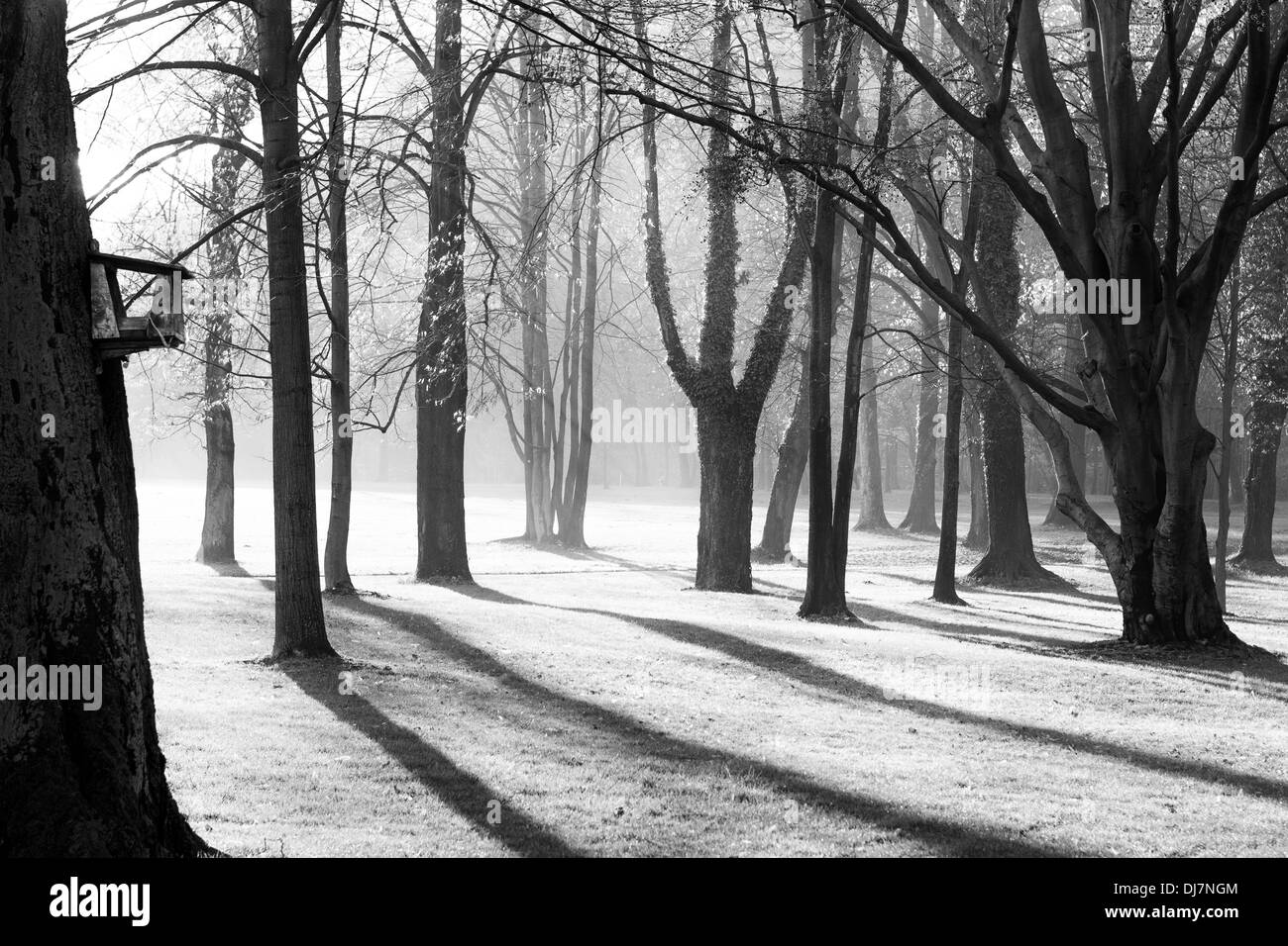 Shadows trees hi-res stock photography and images - Alamy