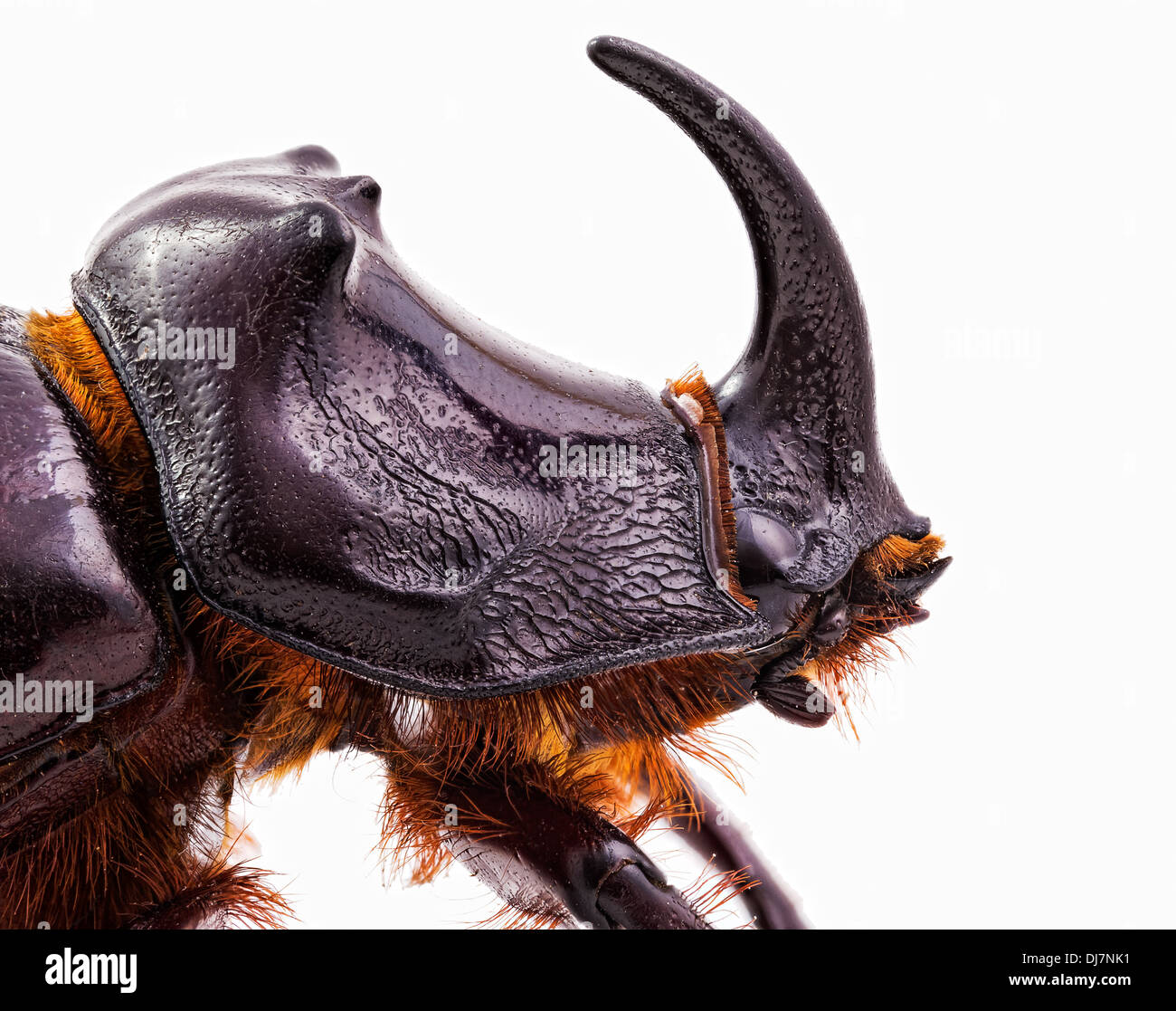 Rhino Beetle Head Stock Photo - Alamy