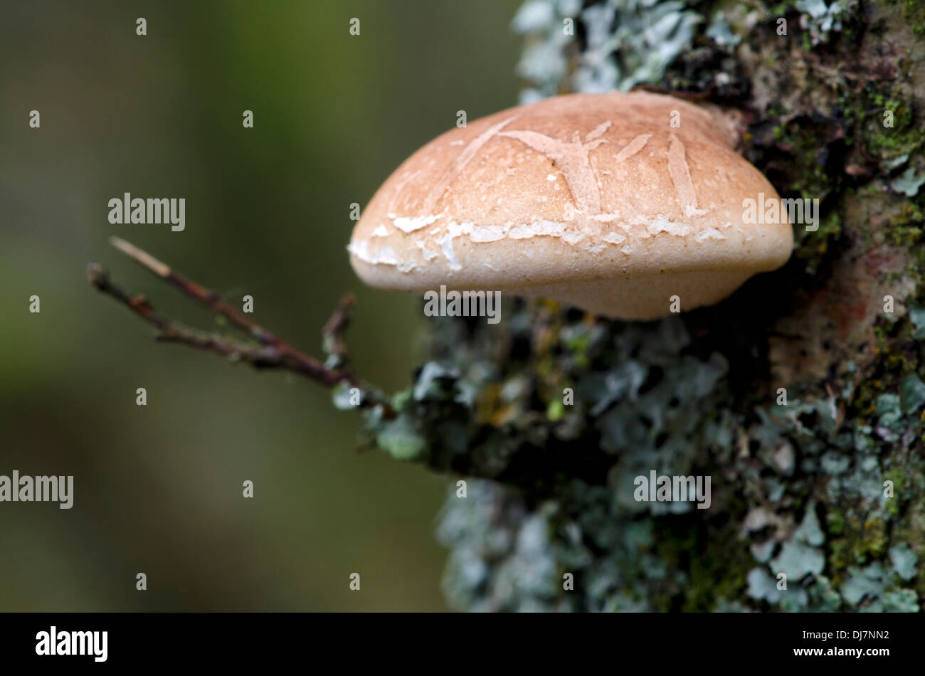 Silver mushroom hi-res stock photography and images - Alamy