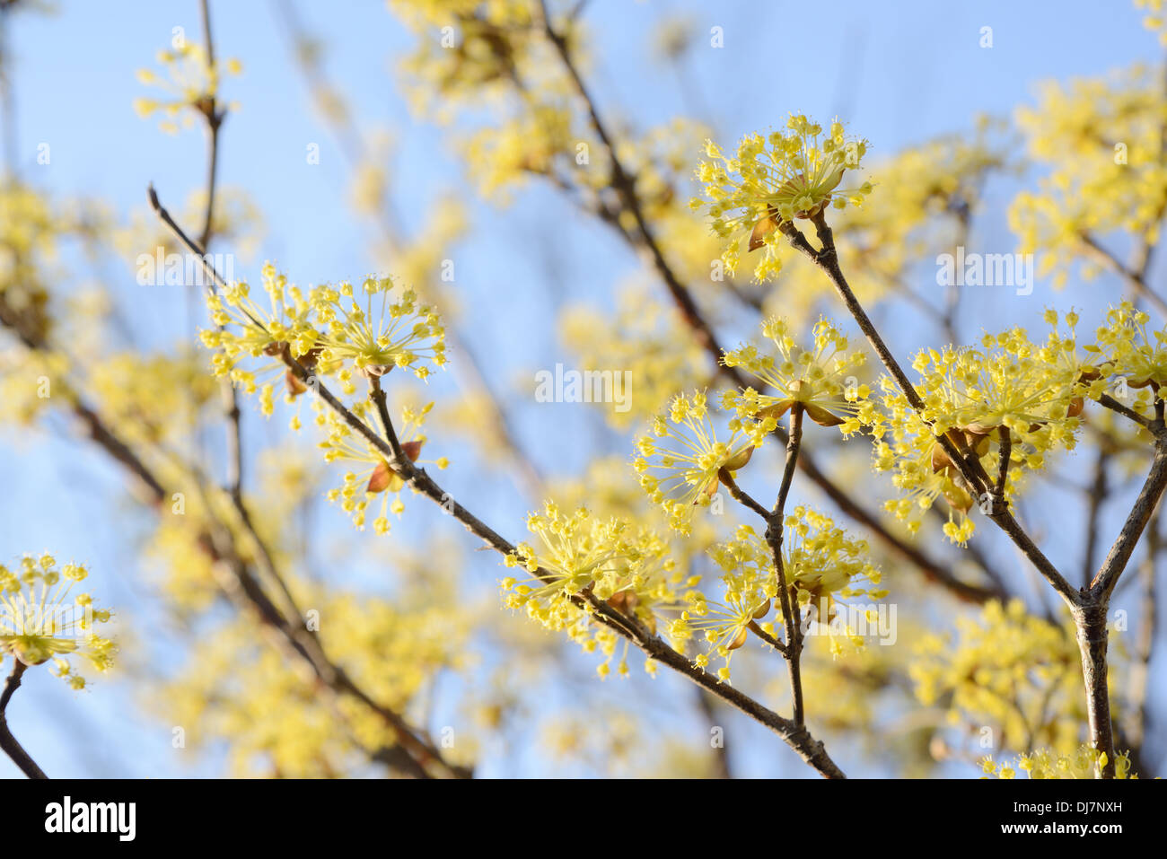 Cornus officinalis flower hi-res stock photography and images - Alamy