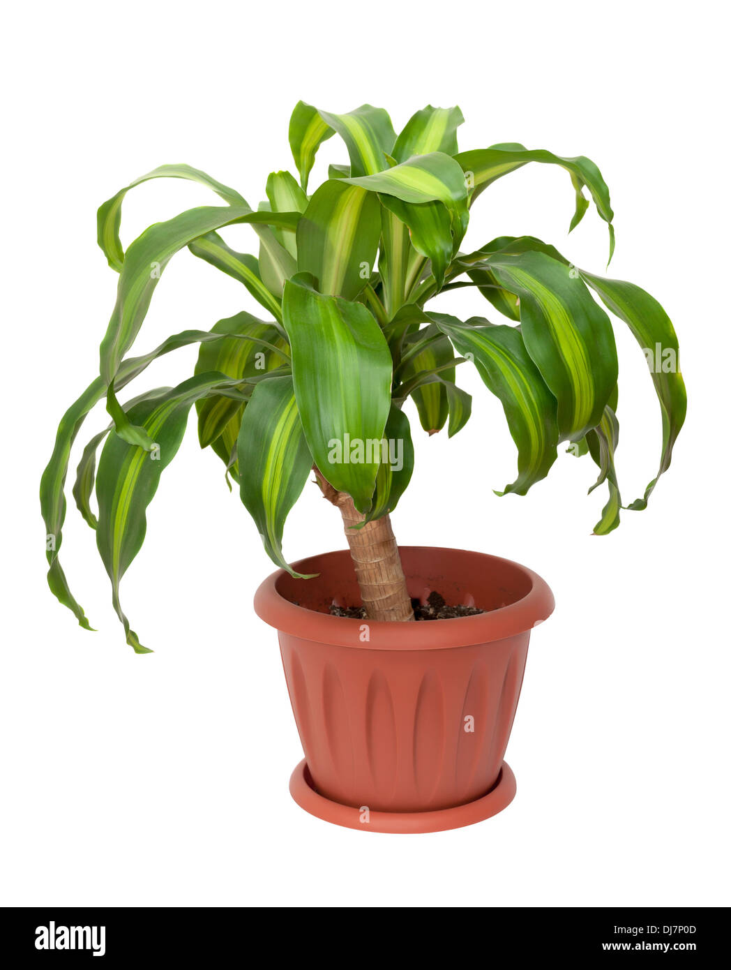 Home plant - Dracaena Massangeana on white background Stock Photo - Alamy