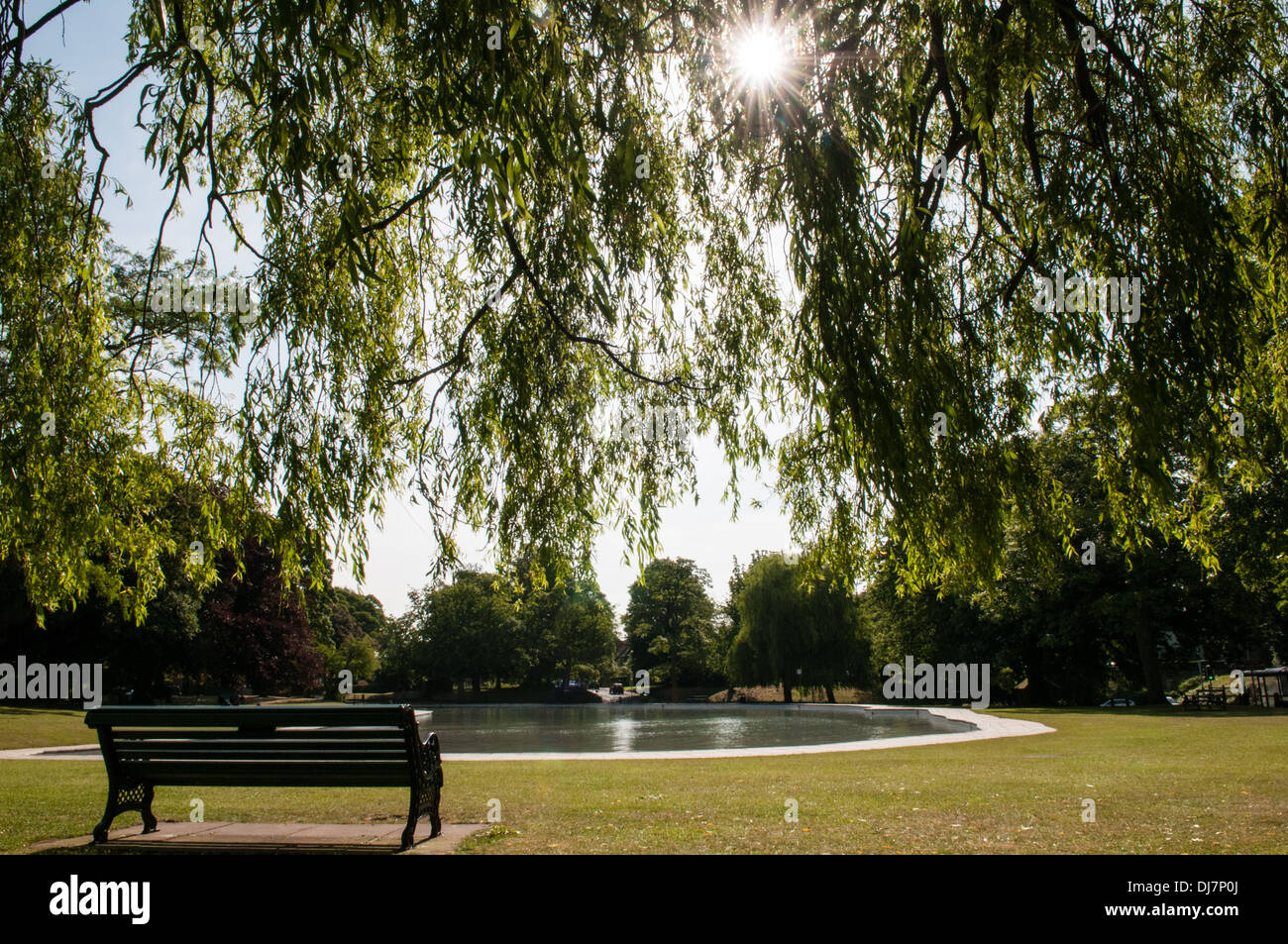 Sunburst through an English Willow tree by an empty park bench at the ...