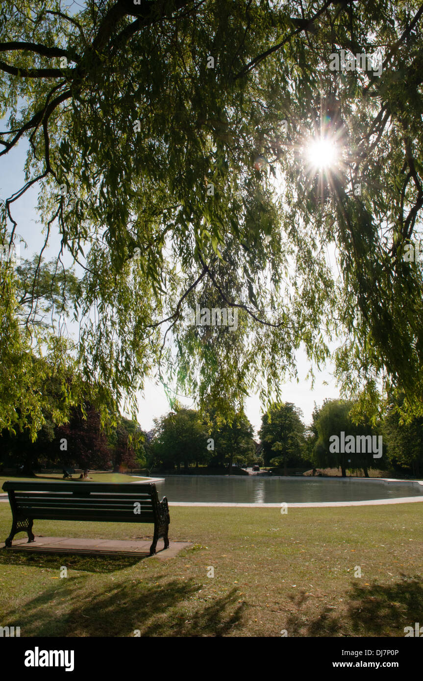Sunburst through an English Willow tree by an empty park bench at the ...