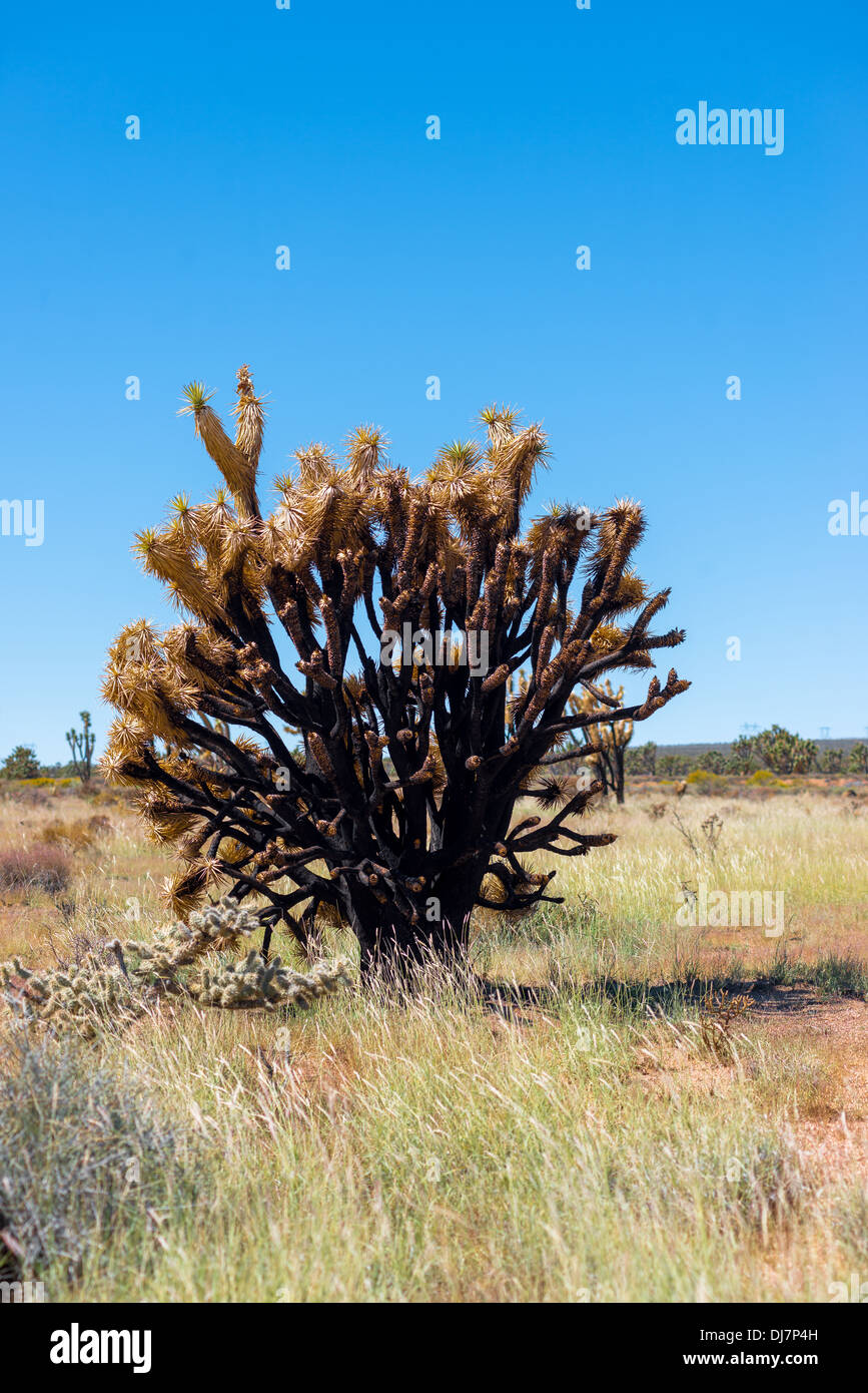 Burnt Joshua Tree in Joshua Tree National Park, California, USA Stock ...