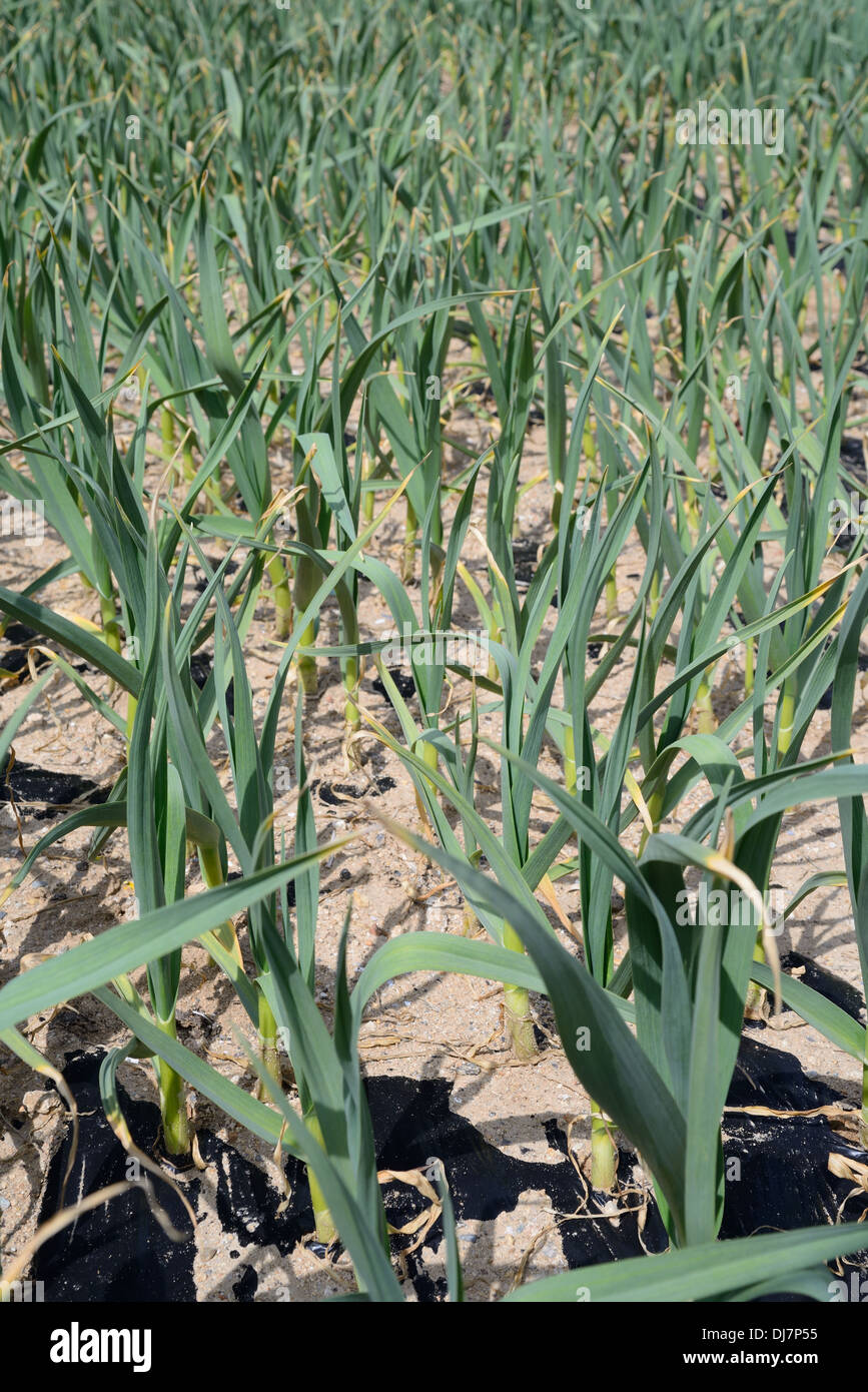 Garlic production hi-res stock photography and images - Alamy