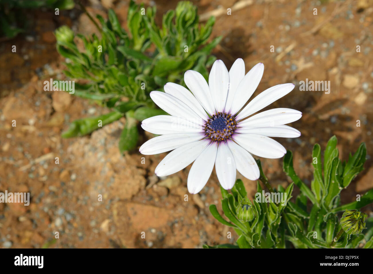Purple and white flower in garden hi-res stock photography and images ...