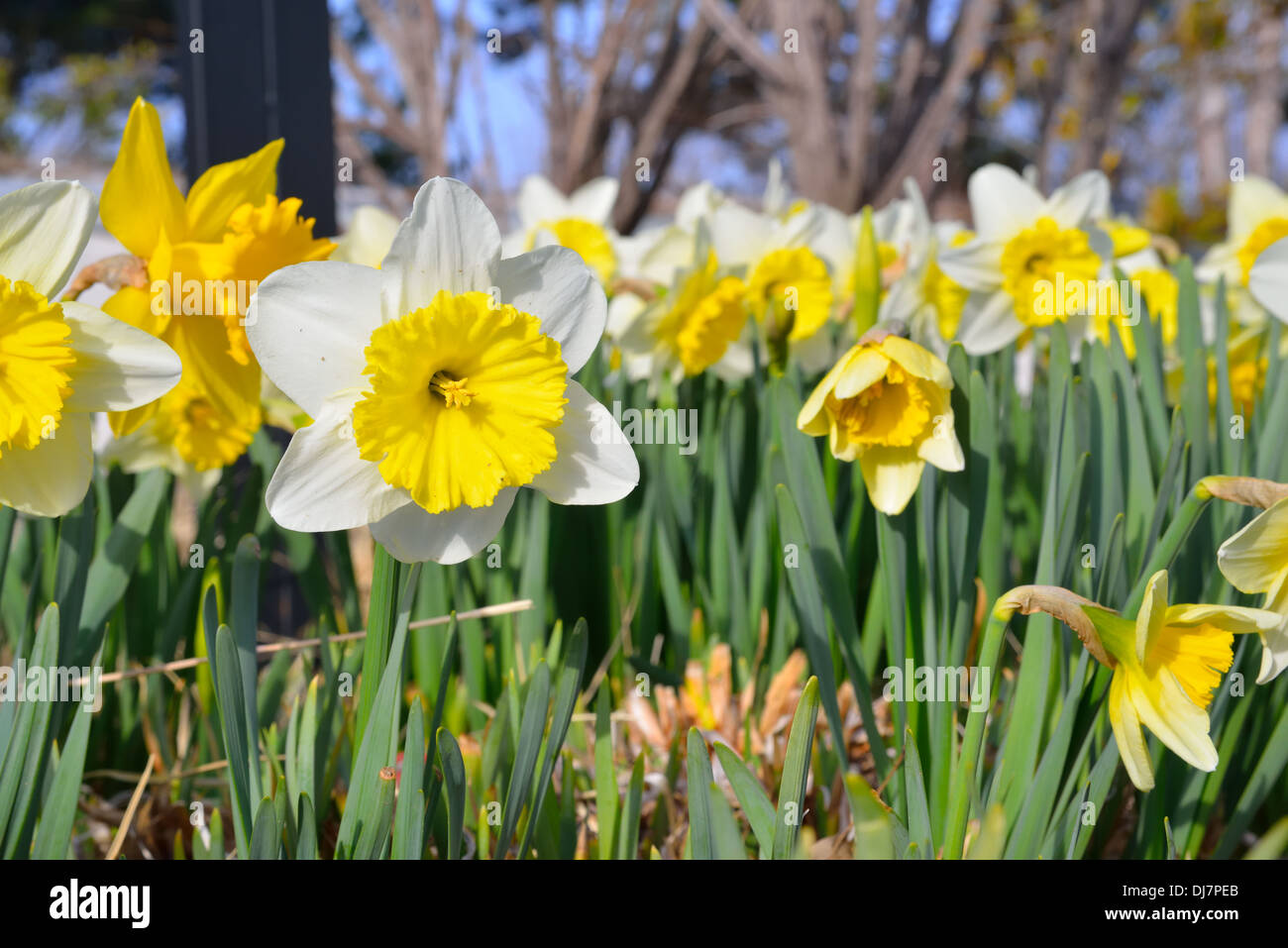 Daffodils in green field hi-res stock photography and images - Alamy