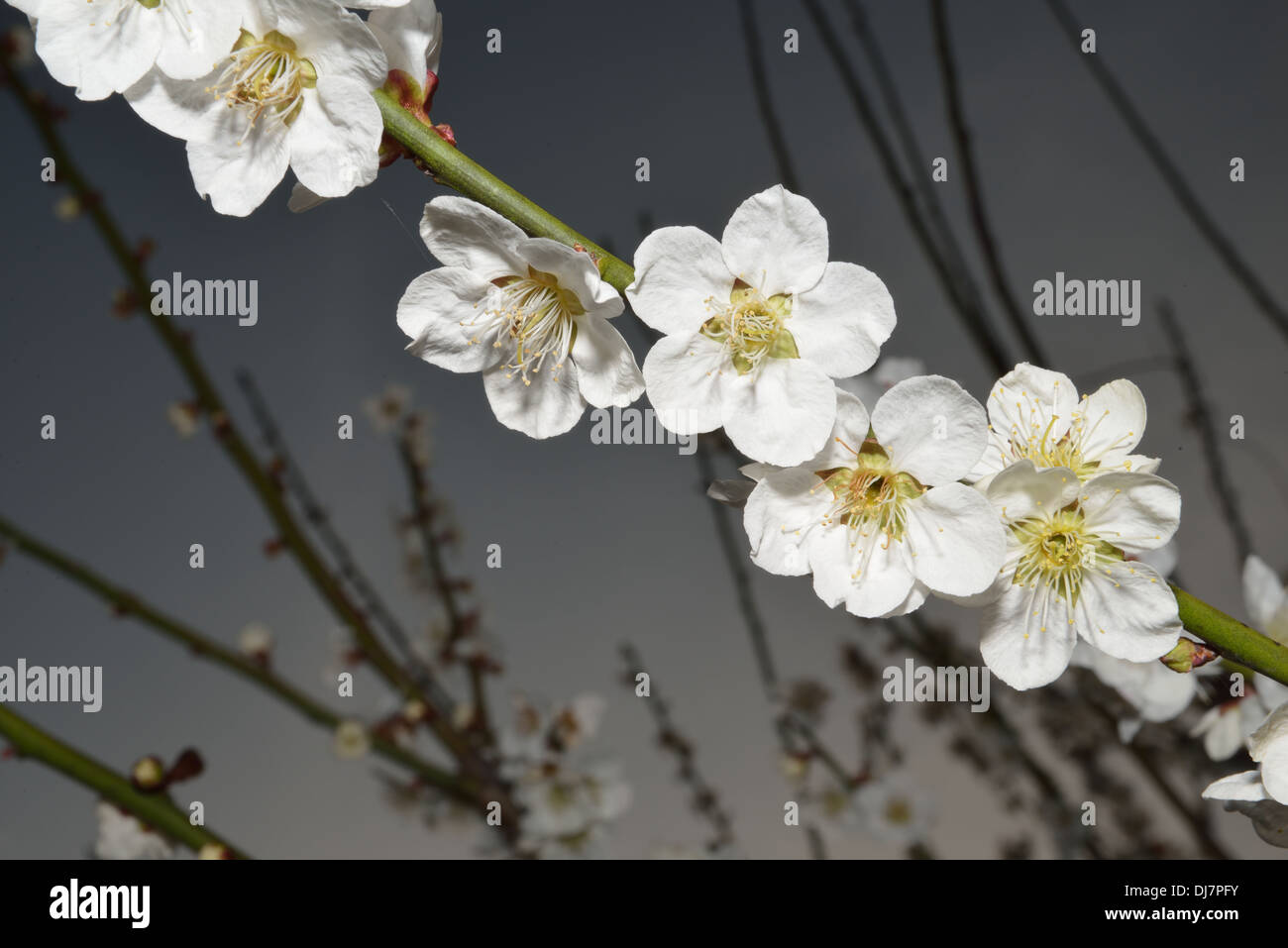 Apricot pink flowers hi-res stock photography and images - Alamy