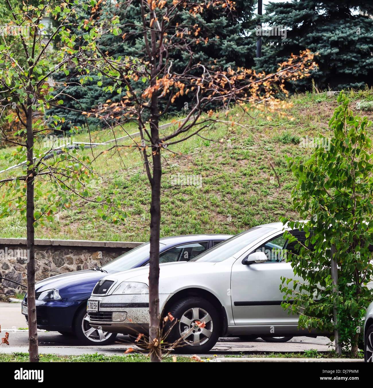 Car a green forest Stock Photo - Alamy