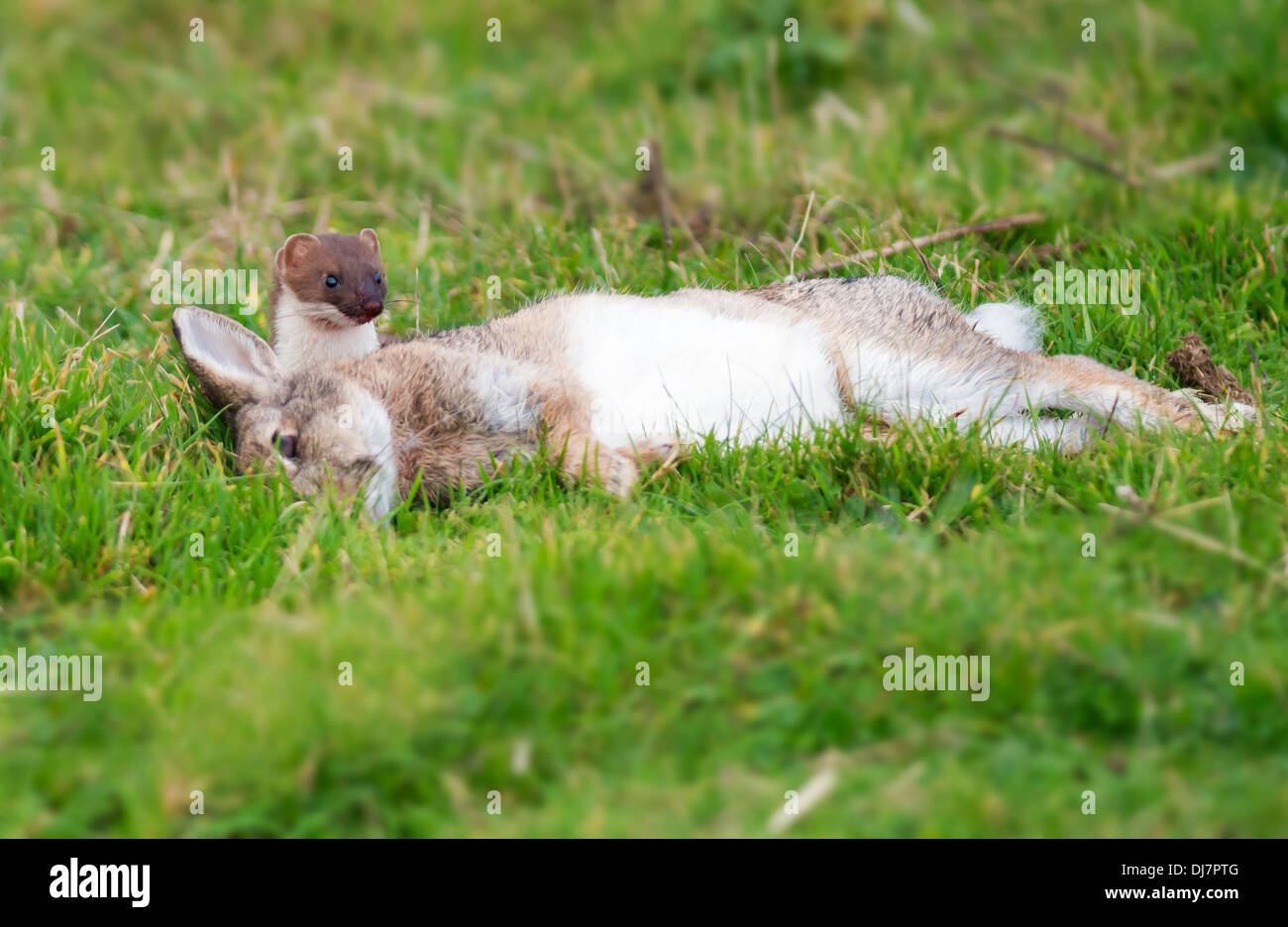 Stoat Mustela erminea with freshly killed rabbit Stock Photo - Alamy