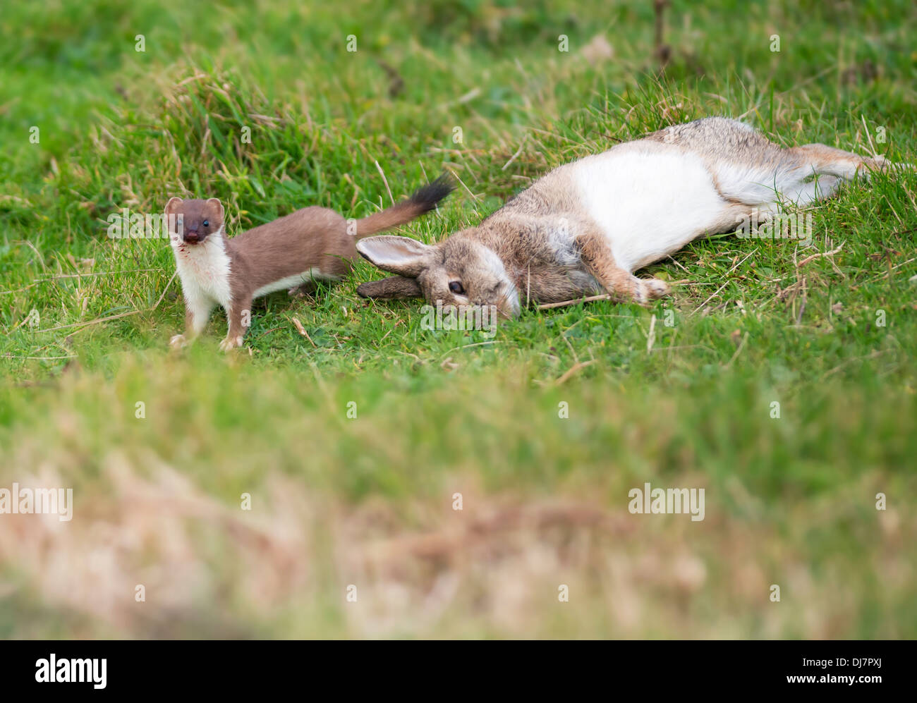 Killing the rabbit hi-res stock photography and images - Alamy