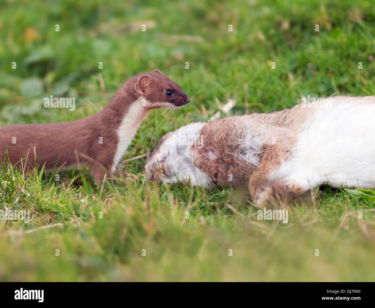 Stoat Mustela erminea with freshly killed rabbit Stock Photo - Alamy