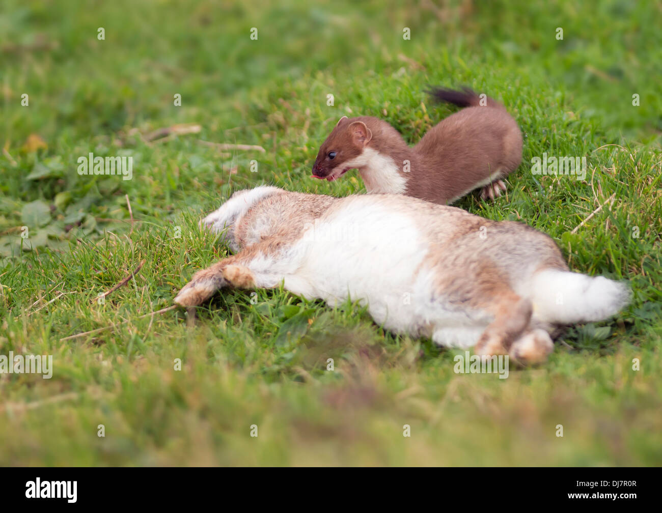 Stoat Mustela erminea with freshly killed rabbit Stock Photo - Alamy