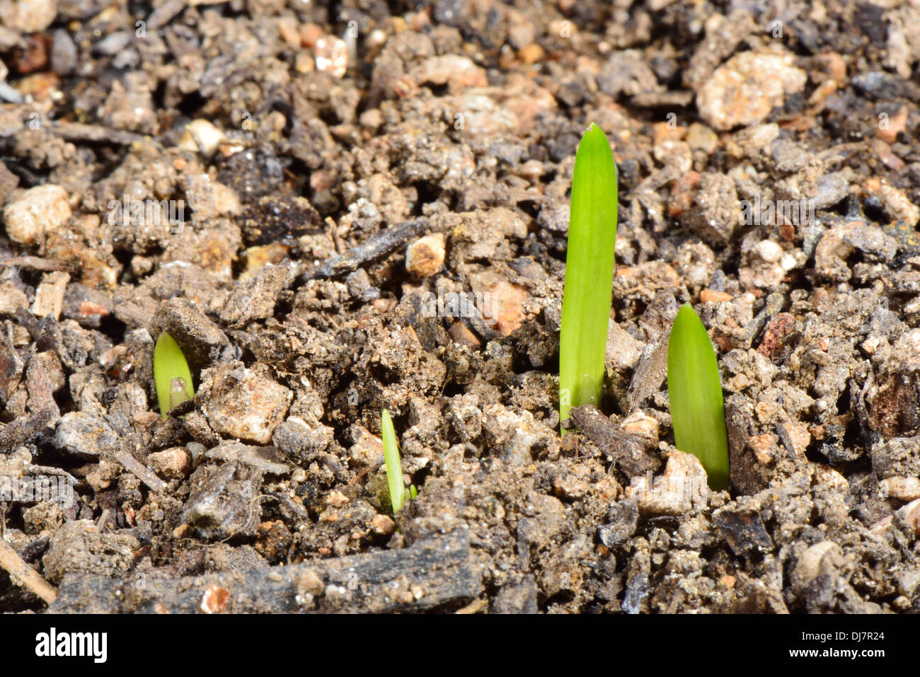 A bud of Snakes beard Stock Photo - Alamy