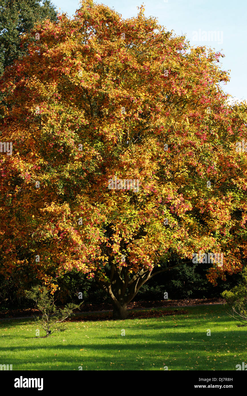 Korean whitebeam hi-res stock photography and images - Alamy