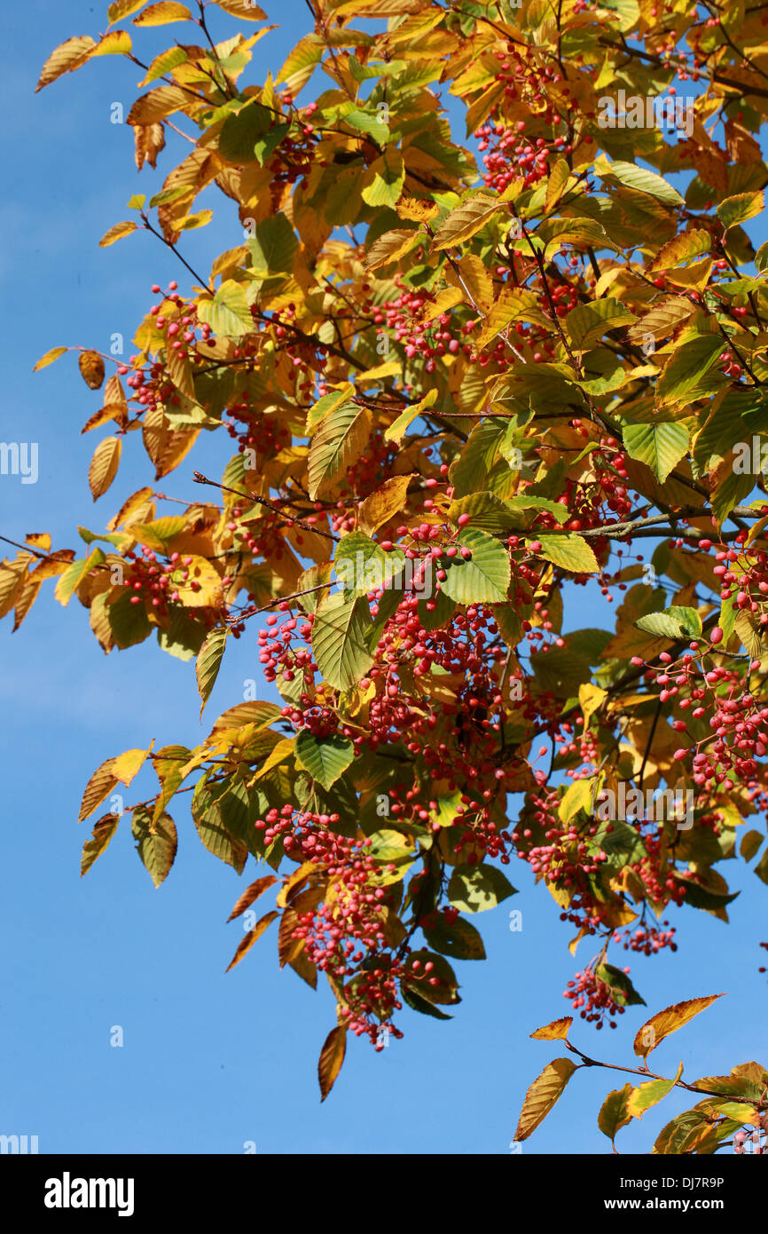 Korean whitebeam hi-res stock photography and images - Alamy