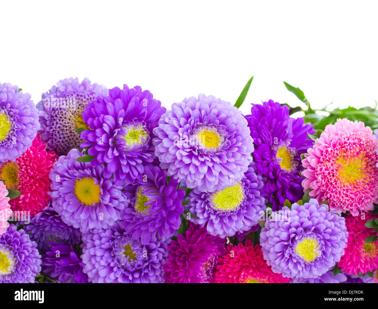 aster flowers border Stock Photo - Alamy